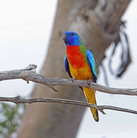 Parrocchetto splendido (Neophema Splendida) - bourke05s JimdoPage!