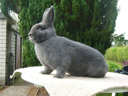 AZUL DE VIENA - conejosflandess jimdo page!