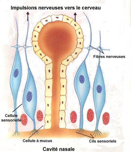 Le Marketing olfactif - TPE-Jeux d'argent et de hasard