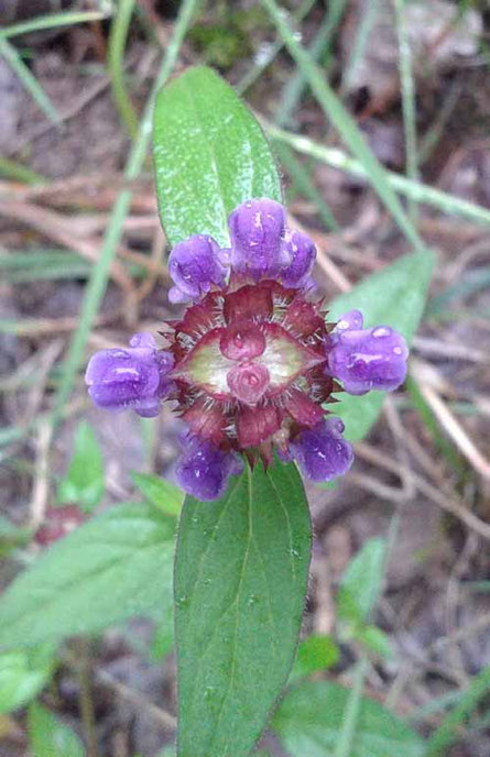 Brunelle commune - De website van villagelaforet!