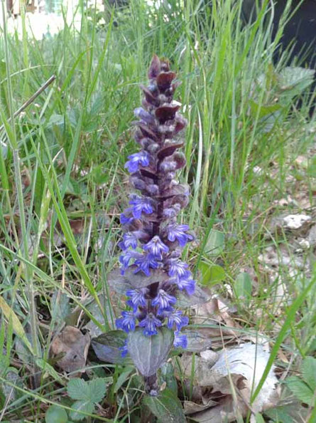 Bugle rampante - De website van villagelaforet!