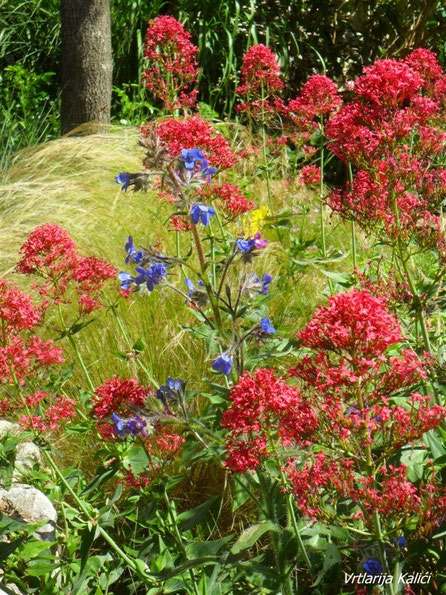 ...trajnice - Vrtlarija Kalići