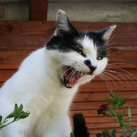 5 Reasons For A Cat To Bite You - Revealed - RealCatTalks