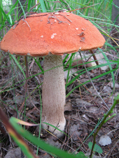 Espen-Rotkappe - Natur im Barnim