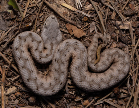 Víbora hocicuda (Vipera latastei) - Asociación Herpetológica Timon
