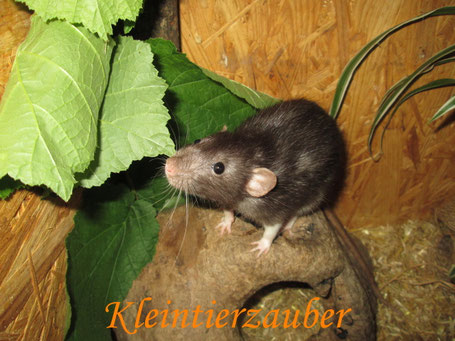 Farbratten Haltung - kleintierzaubers Webseite!