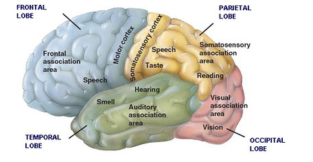 3.2. Encefalo - Bilingual Natural Science. I.E.S. Elcano (Sanlúcar Bda.)