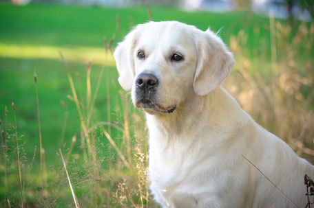 » Unsere Hunde » Aponi - of Finja's Garden