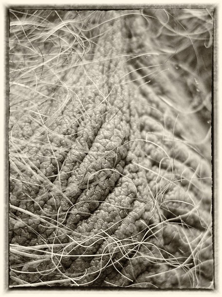 mein Hodensack - dictures Webseite!