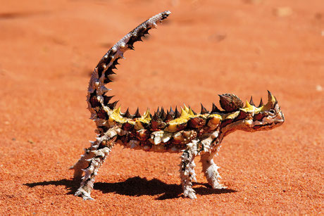thorny devil adaptations