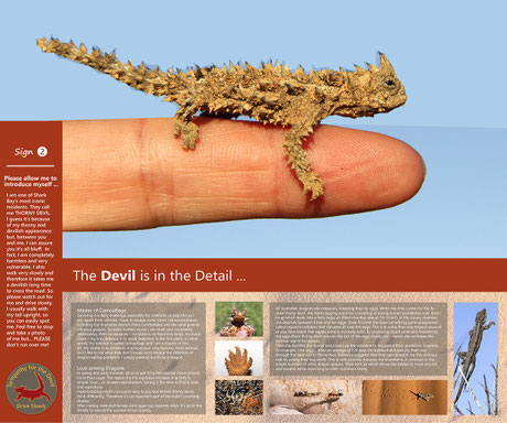 thorny devil facts
