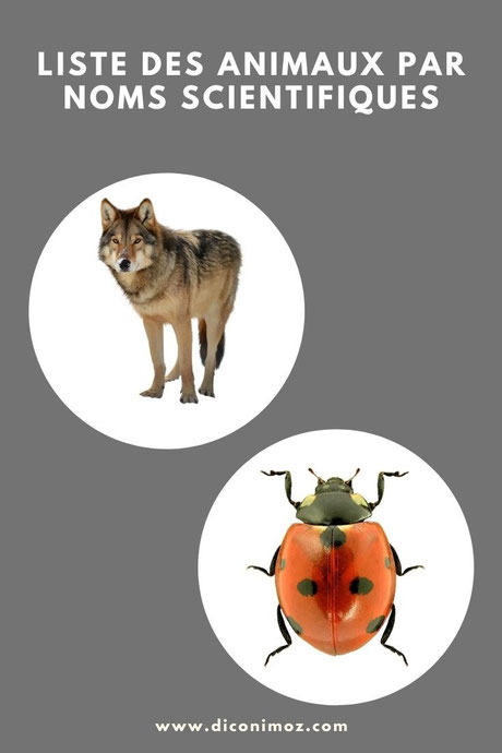 Accueil - Dictionnaire des animaux