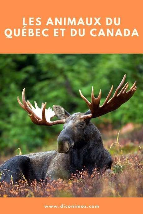 CARTES NOMENCLATURE ANIMAUX - Dictionnaire des animaux