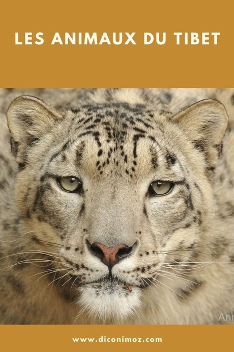 Accueil - Dictionnaire des animaux