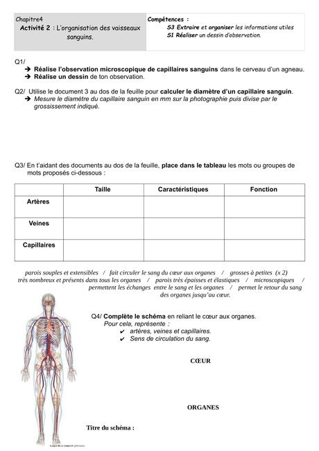 Chapitre 3 : Besoins des organes et respiration cellulaire. - Site de ...
