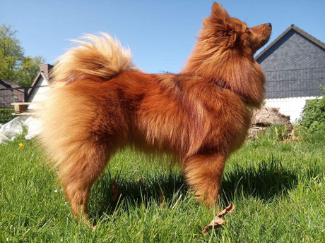 "Paisley Park" Spitze im neuen Zuhause - kleinspitzes Webseite!