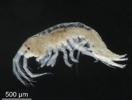 The first set of microsatellite markers for the amphipod Cymadusa ...