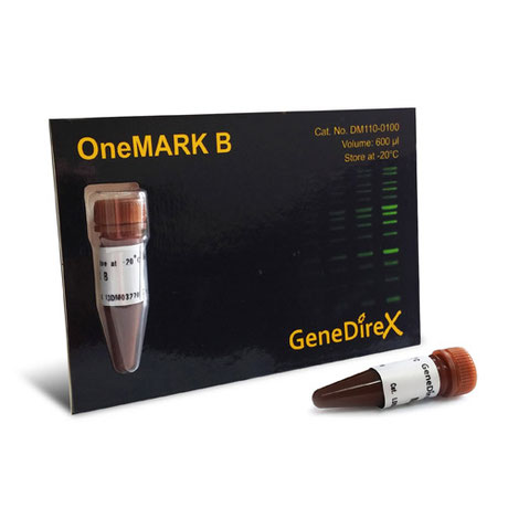 OneMark B 1000 bp DNA ladder - GeneON BioScience