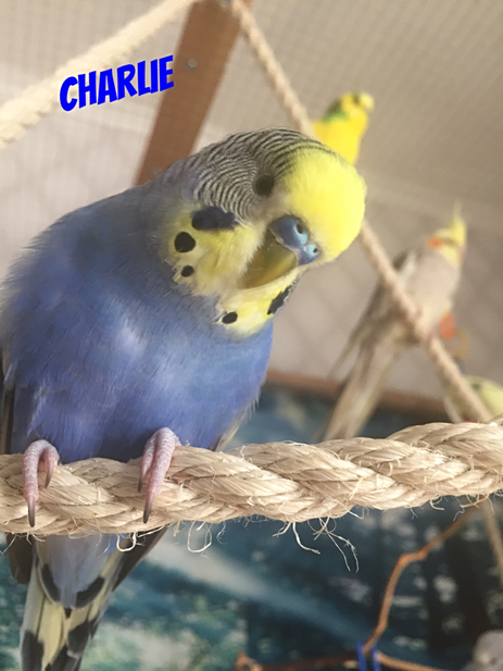 Undulater (Melopsittacus undulatus) - Start