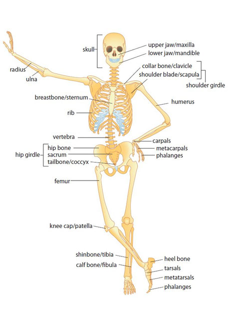different types of skeletons - De website van dailysciences!
