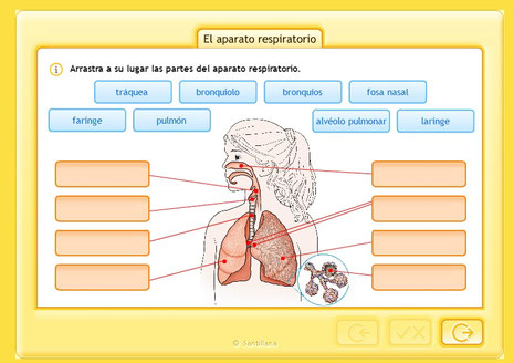 Diagrama Del Sistema Respiratorio Para 5to Grado