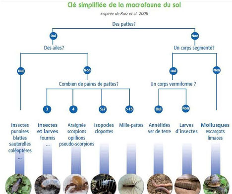 La formation du sol - Site de svt-sol