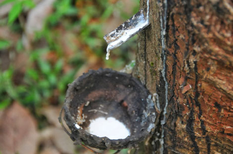 About rubber - Fair Rubber