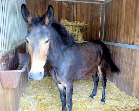 ¿Qué es el burro? Orígenes, razas, híbridos... - Página web de burrolandia