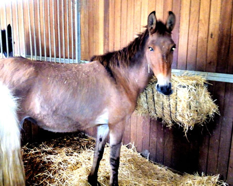 ¿Qué es el burro? Orígenes, razas, híbridos... - Página web de burrolandia