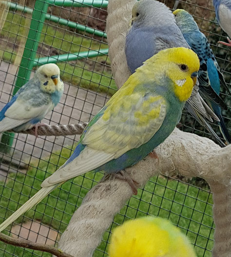 Abzugeben - Wellensittichzucht Funkelsterne