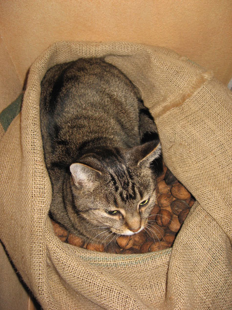 Fritzi erkundet ihr neues Revier - doris-meissners Webseite!