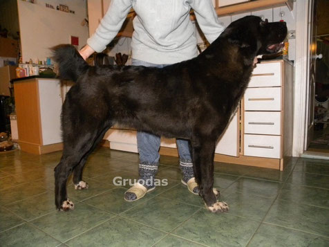 Nurana Fatiha Gruodas - Website of alabai-gruodas!