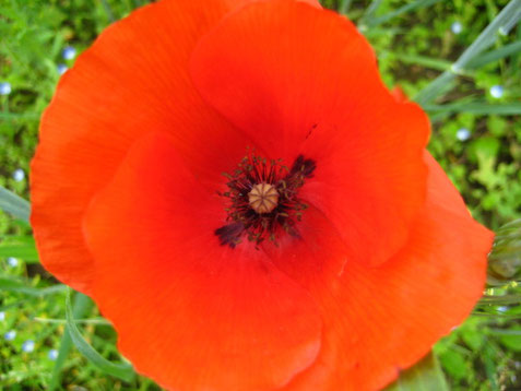 Herzlich Willkommen - pfiwas jimdo page!