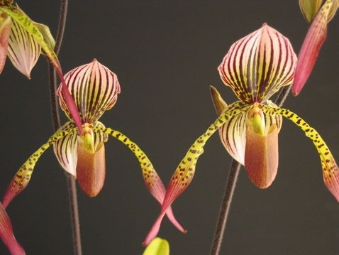 Paphiopedilum - 哀れな花を見て頂き大いに笑って頂こう