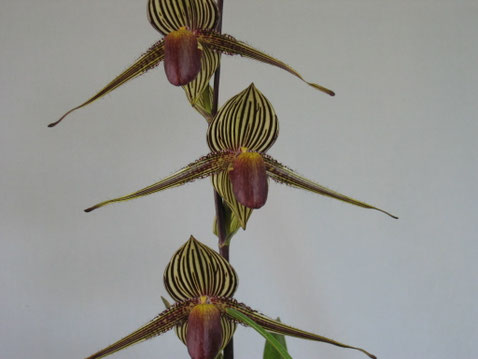 Paphiopedilum - 哀れな花を見て頂き大いに笑って頂こう