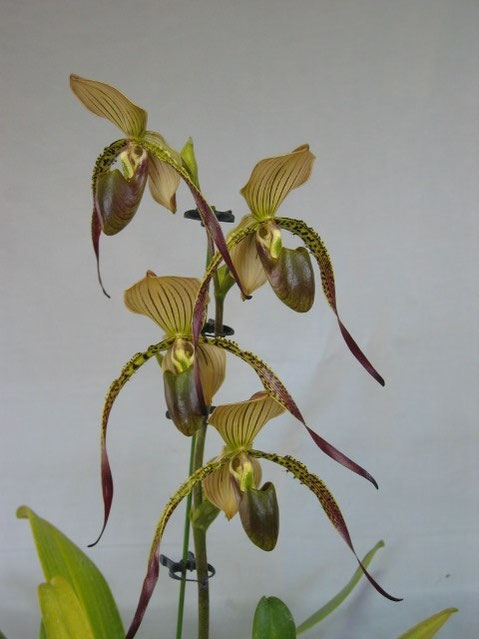 Paphiopedilum - 哀れな花を見て頂き大いに笑って頂こう
