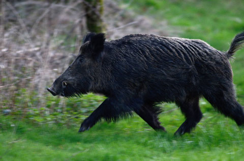 sanglier - Site Jimdo de dominiqueregardsauvage!