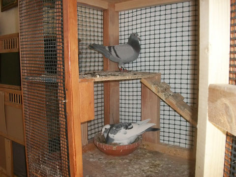 INDIVIDUAL BREEDING PENS - Website of merrickpigeons!