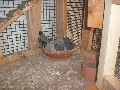 INDIVIDUAL BREEDING PENS - Website of merrickpigeons!