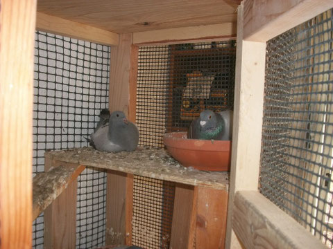 INDIVIDUAL BREEDING PENS - Website of merrickpigeons!
