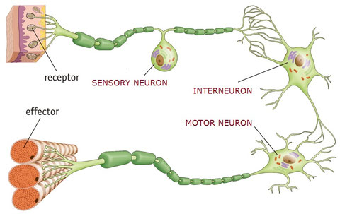 interneurons structure diagram
