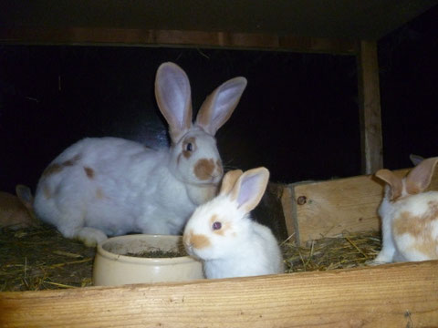Deutsche Riesenschecken in gelb weiß - mehrens-kaninchen Jimdo-Page!