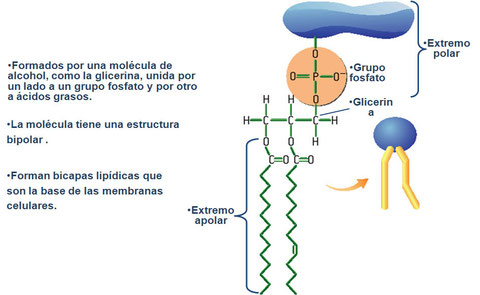 Lípidos - Página web de bioscientia