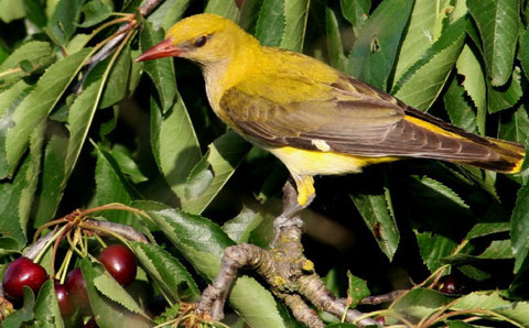 Rigogolo - Benvenuti su uccellideuropa!