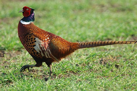 Fagiano - Benvenuti su uccellideuropa!