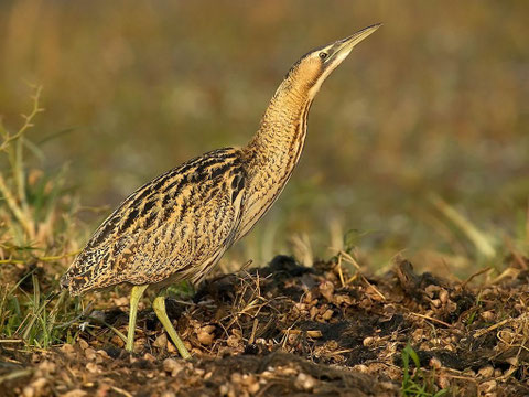Tarabuso - Benvenuti su uccellideuropa!