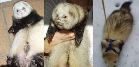 El hurón Bull Vs. La Obesidad - morningstar ferrets