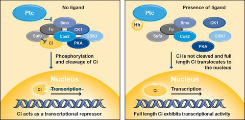 Full Articles - Molecular Biology