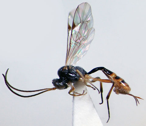 チビトガリヒメバチ亜科 - Information station of Parasitoid wasps