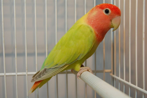 Agapornis Lutino Opalino